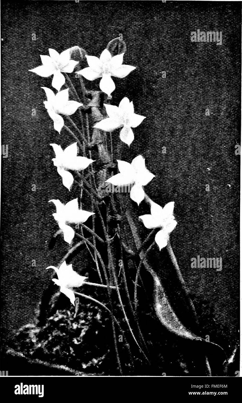 This 1903 work provides a comprehensive guide to orchid culture and ...