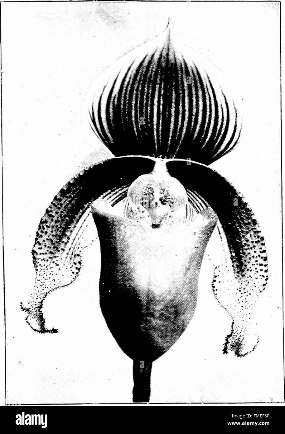 The 1903 work 'Orchids: Their Culture and Management' provides detailed ...