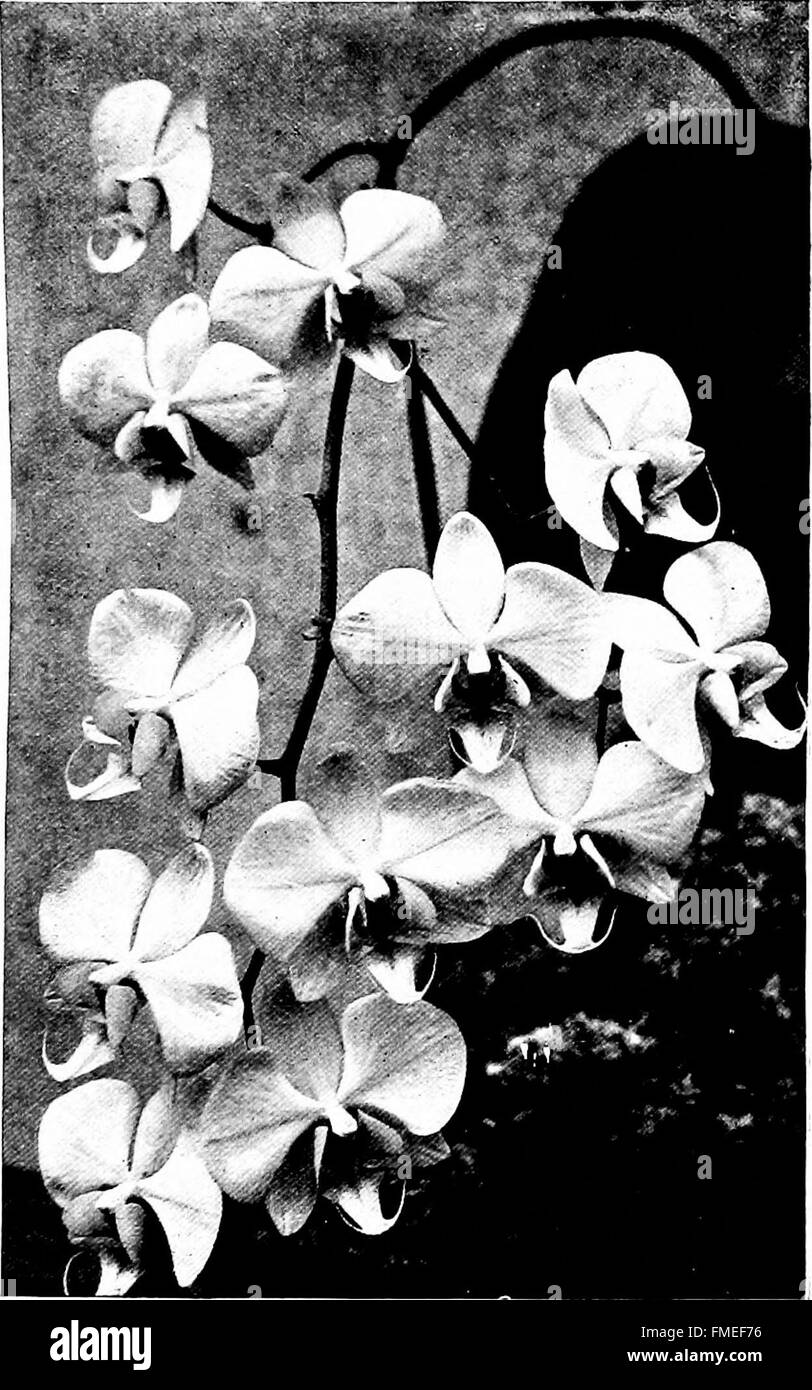 'Orchids: Their Culture and Management' (1903) provides detailed ...