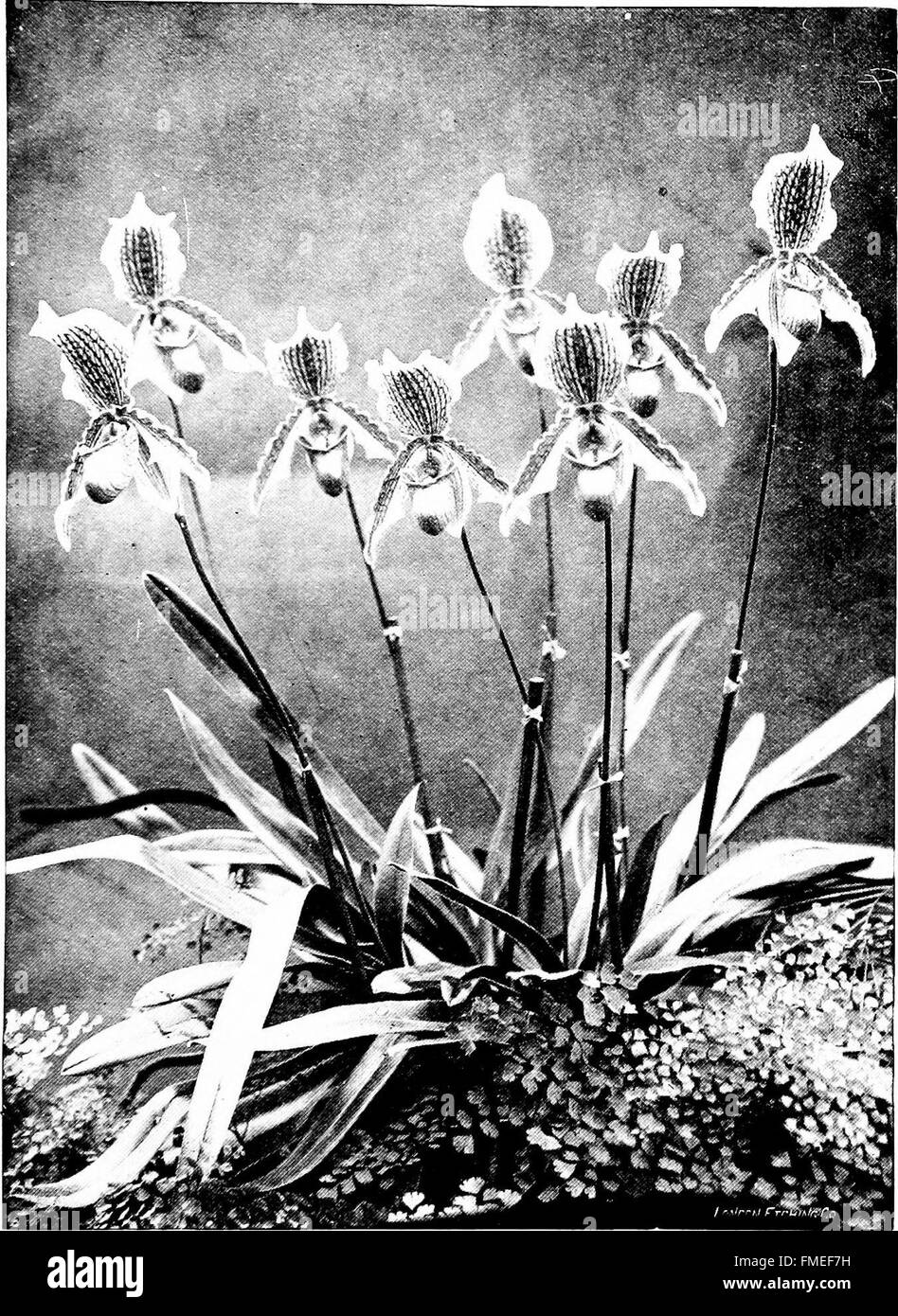 This 1903 book focuses on the cultivation, care, and management of ...