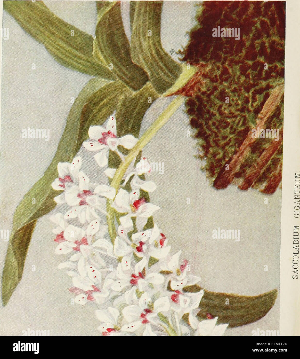 'Orchids: Their Culture and Management' (1903) provides detailed ...