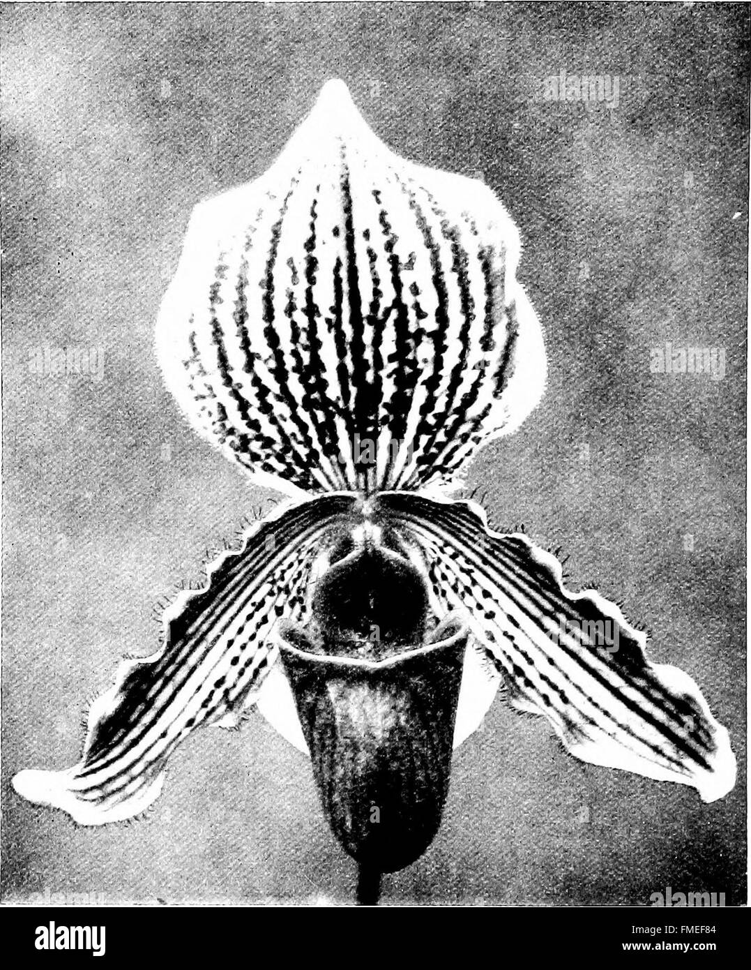 'Orchids: Their Culture and Management' (1903) provides a detailed ...