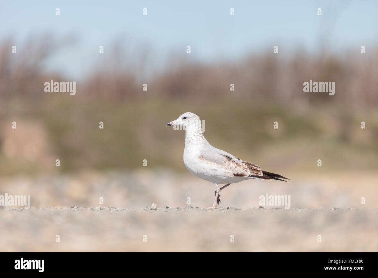 California Gull Larus californicus walks across sand at the Bolsa Chica ...
