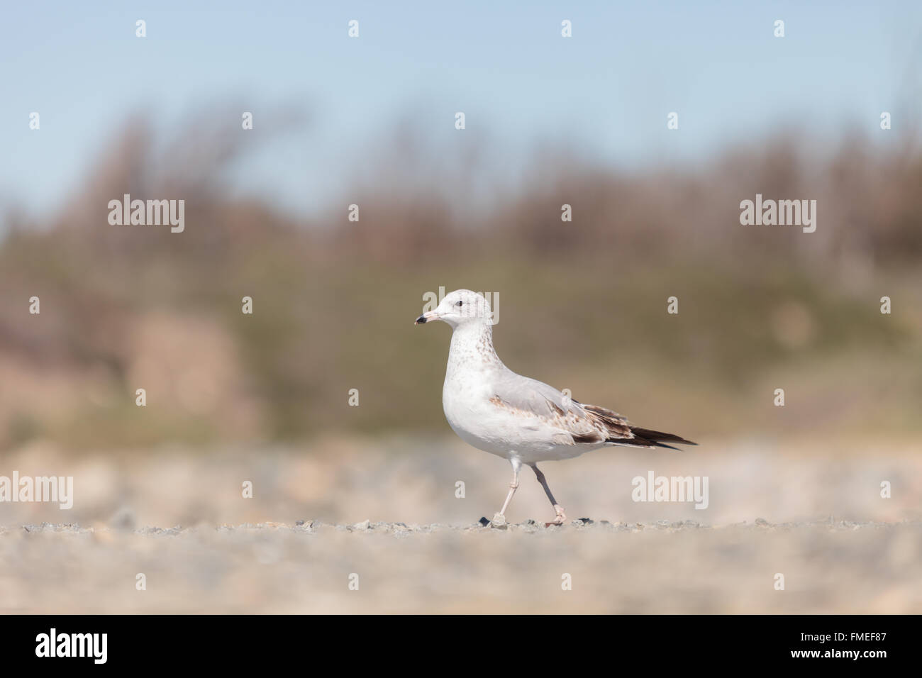 California Gull Larus californicus walks across sand at the Bolsa Chica ...