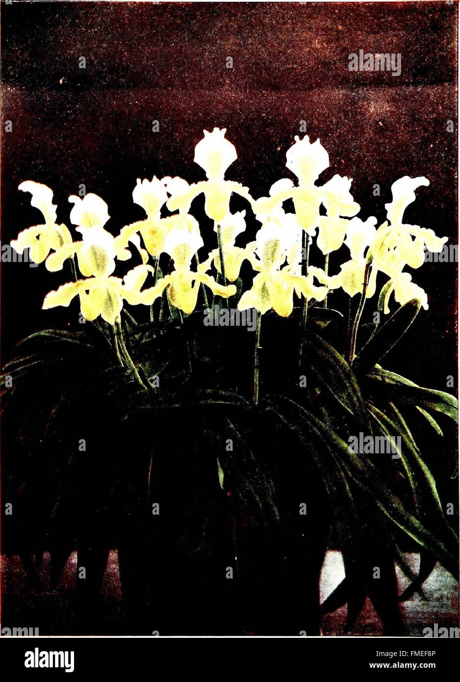 Orchids (1911) provides an in-depth look at the diverse family of ...