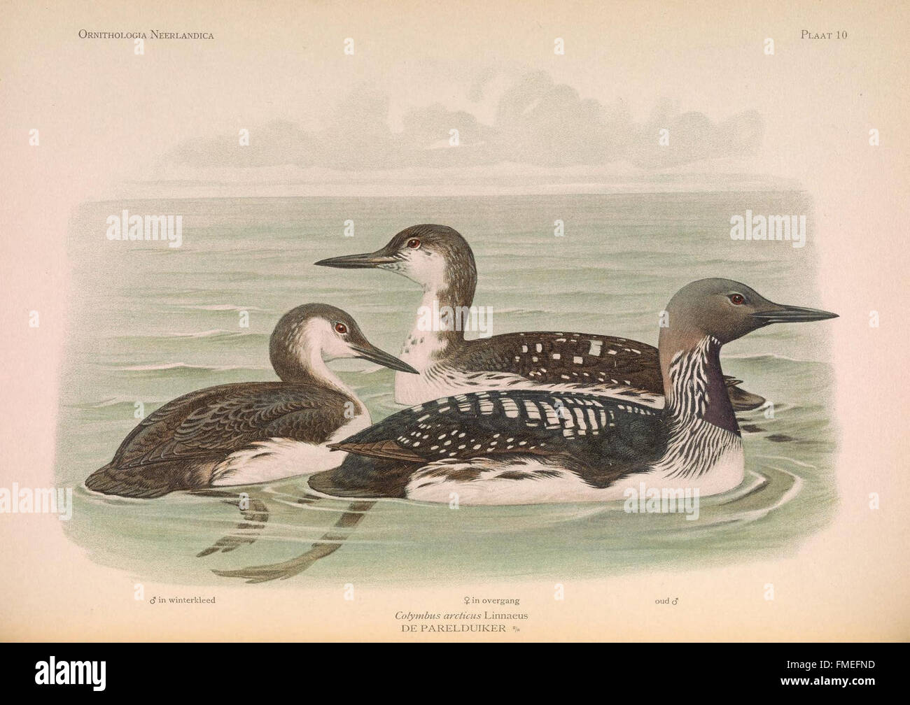 Plate 10 from 'Ornithologia neerlandica' presents detailed ...
