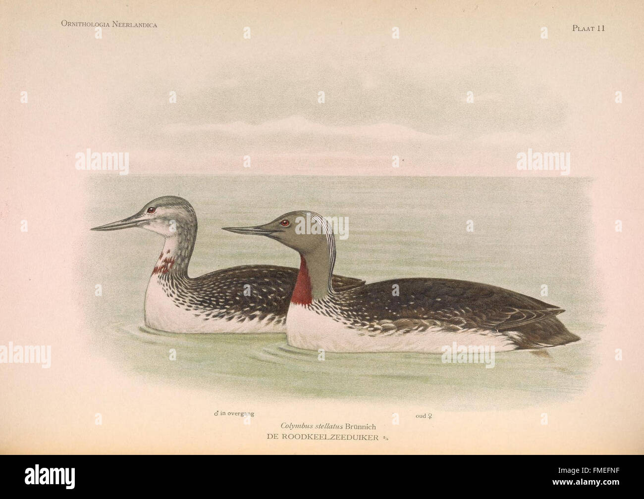 Plate 11 from 'Ornithologia Neerlandica' features illustrations of ...