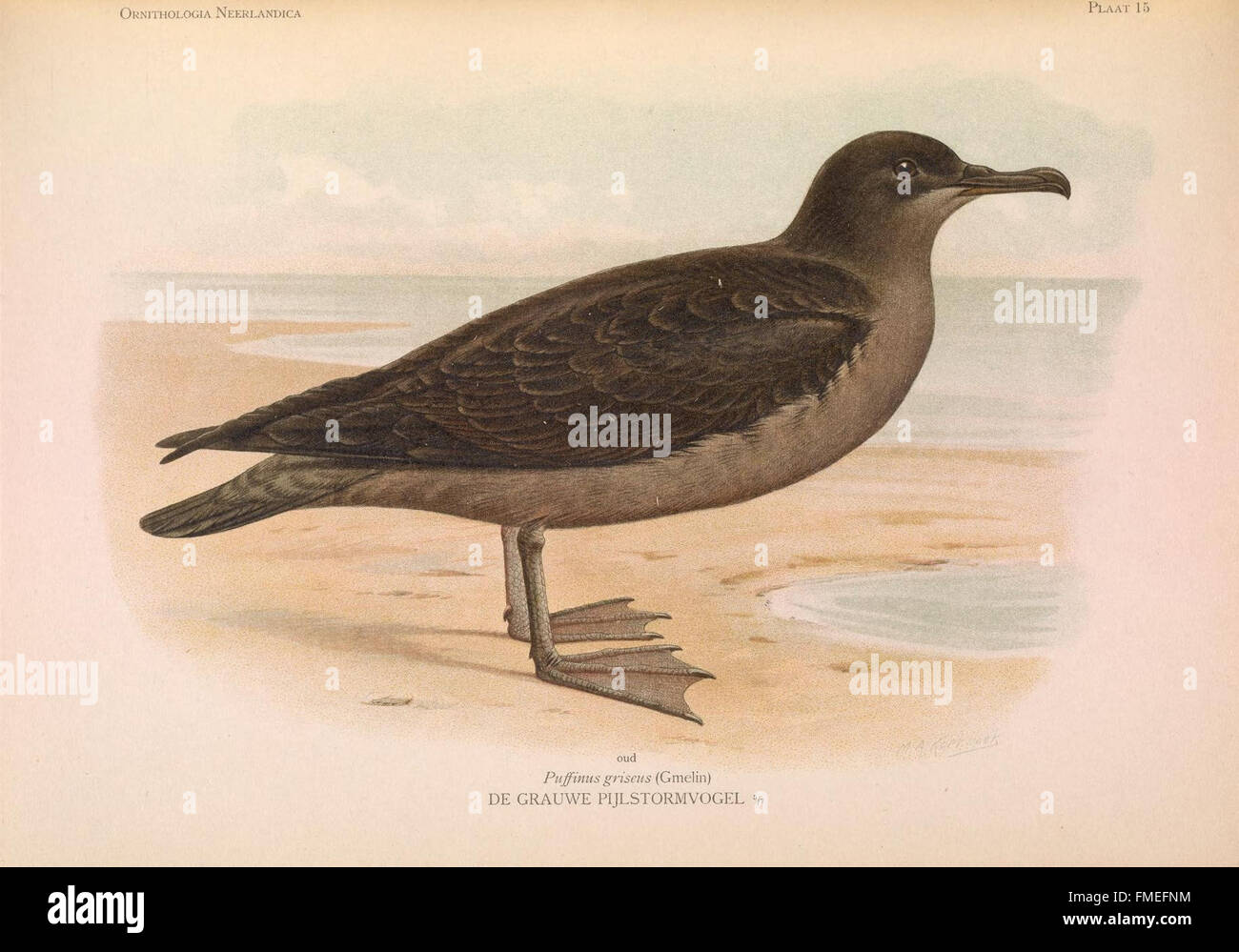 'Ornithologia Neerlandica' is a detailed ornithological work covering ...