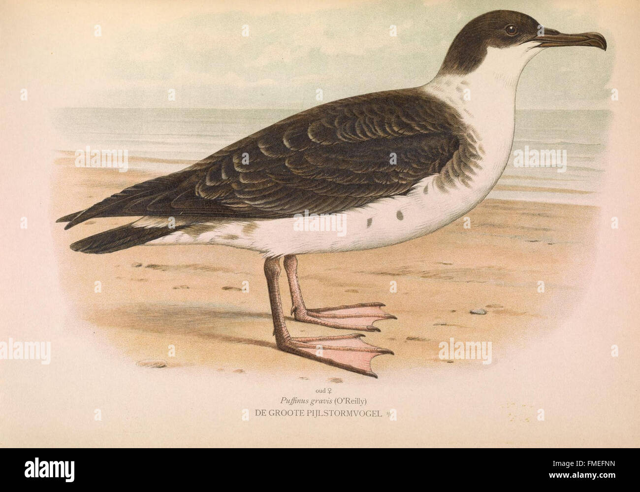 'Ornithologia Neerlandica' (Plate 16) illustrates bird species native ...