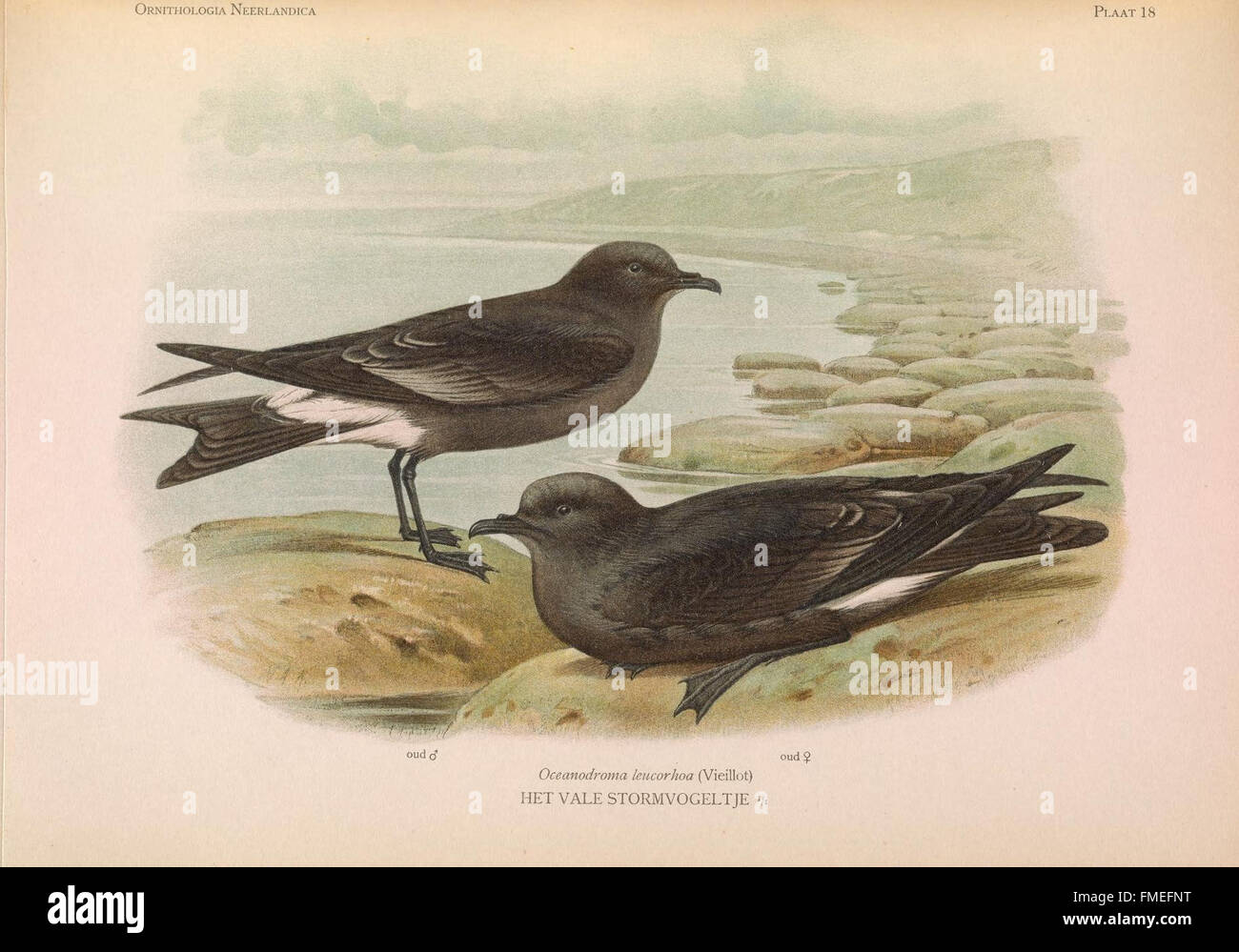 'Ornithologia Neerlandica' (Plate 18) features detailed illustrations ...