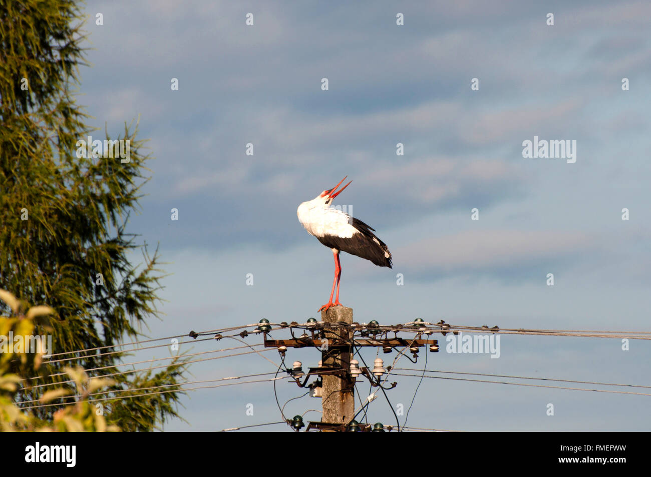 Poland fauna hi-res stock photography and images - Alamy