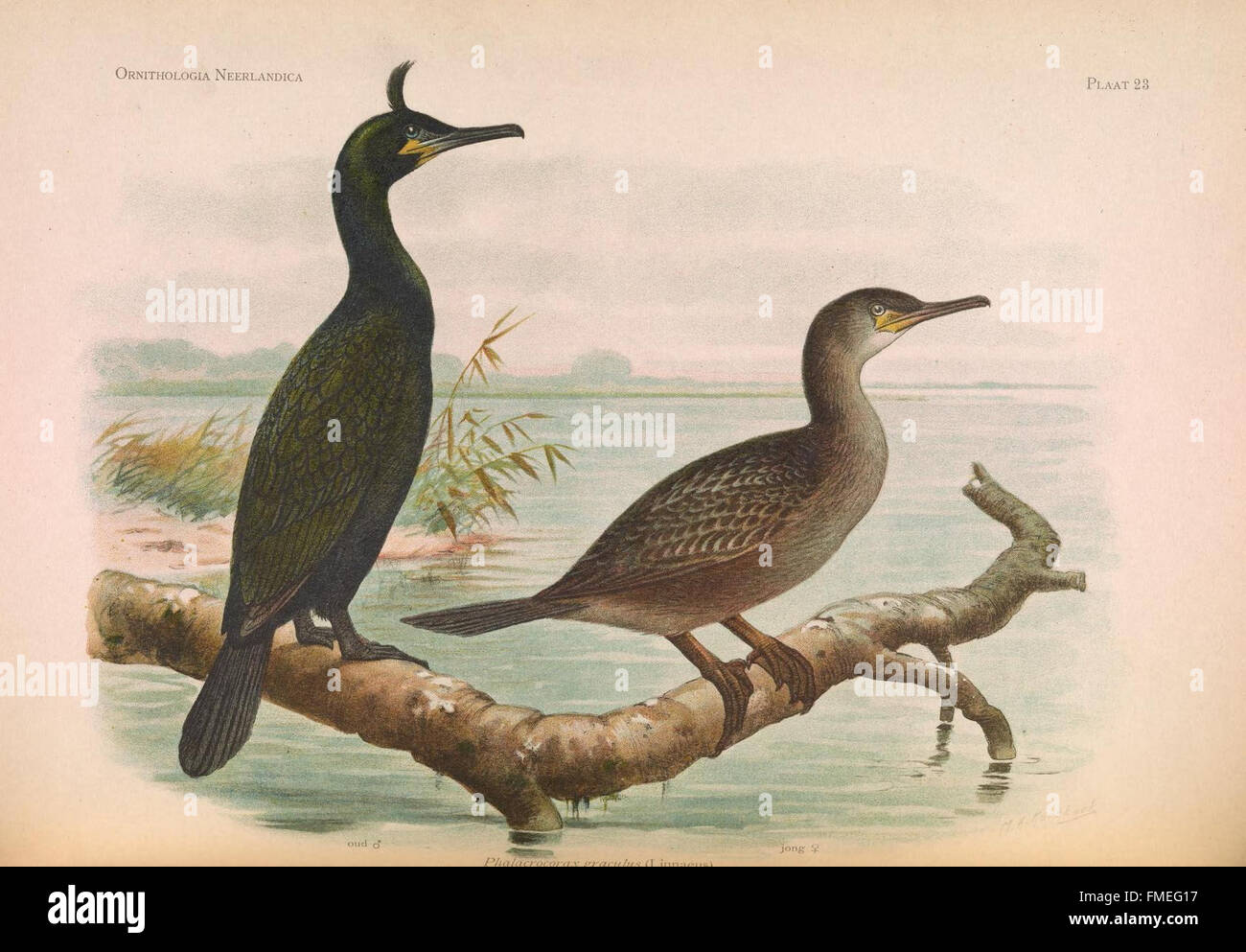 A detailed illustration from the work 'Ornithologia neerlandica ...