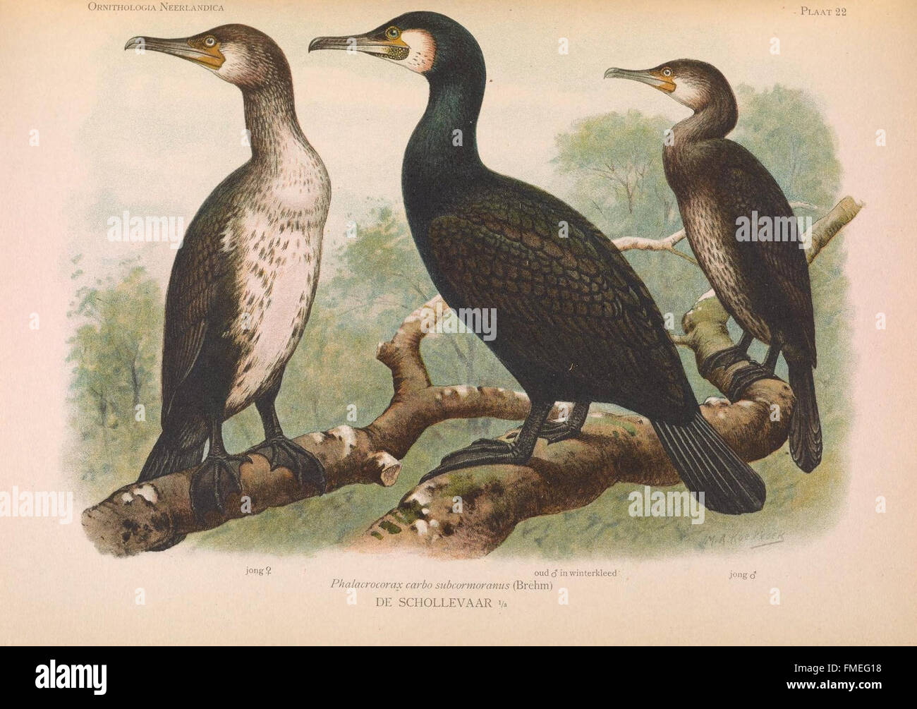 Ornithologia neerlandica (PLAAT 22 Stock Photo - Alamy