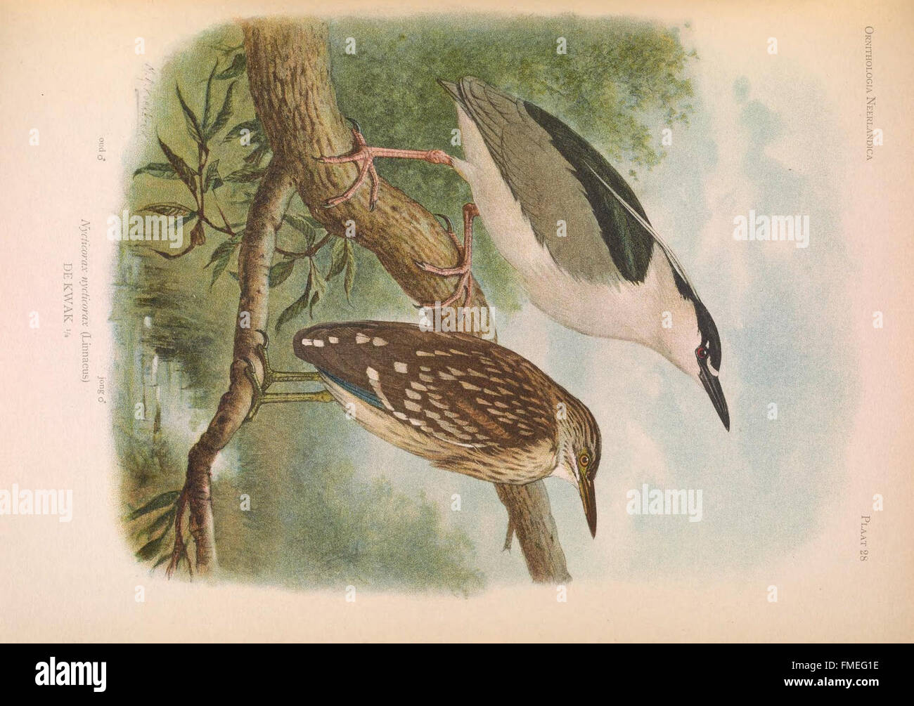 Ornithologia neerlandica (PLAAT 28 Stock Photo - Alamy