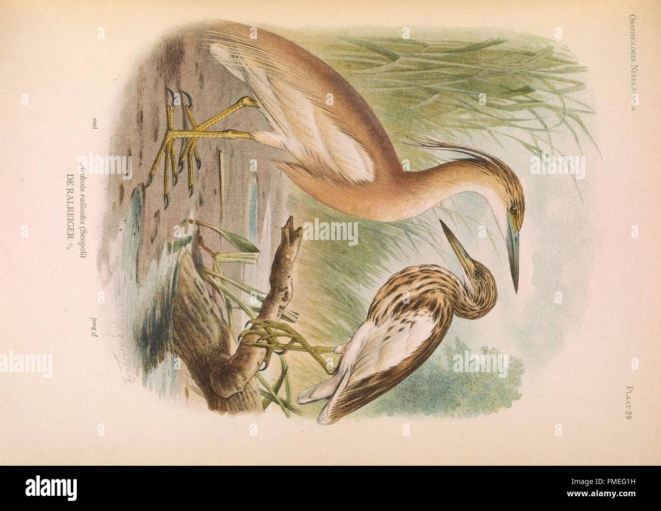 'Ornithologia Neerlandica' is a Dutch work documenting bird species ...