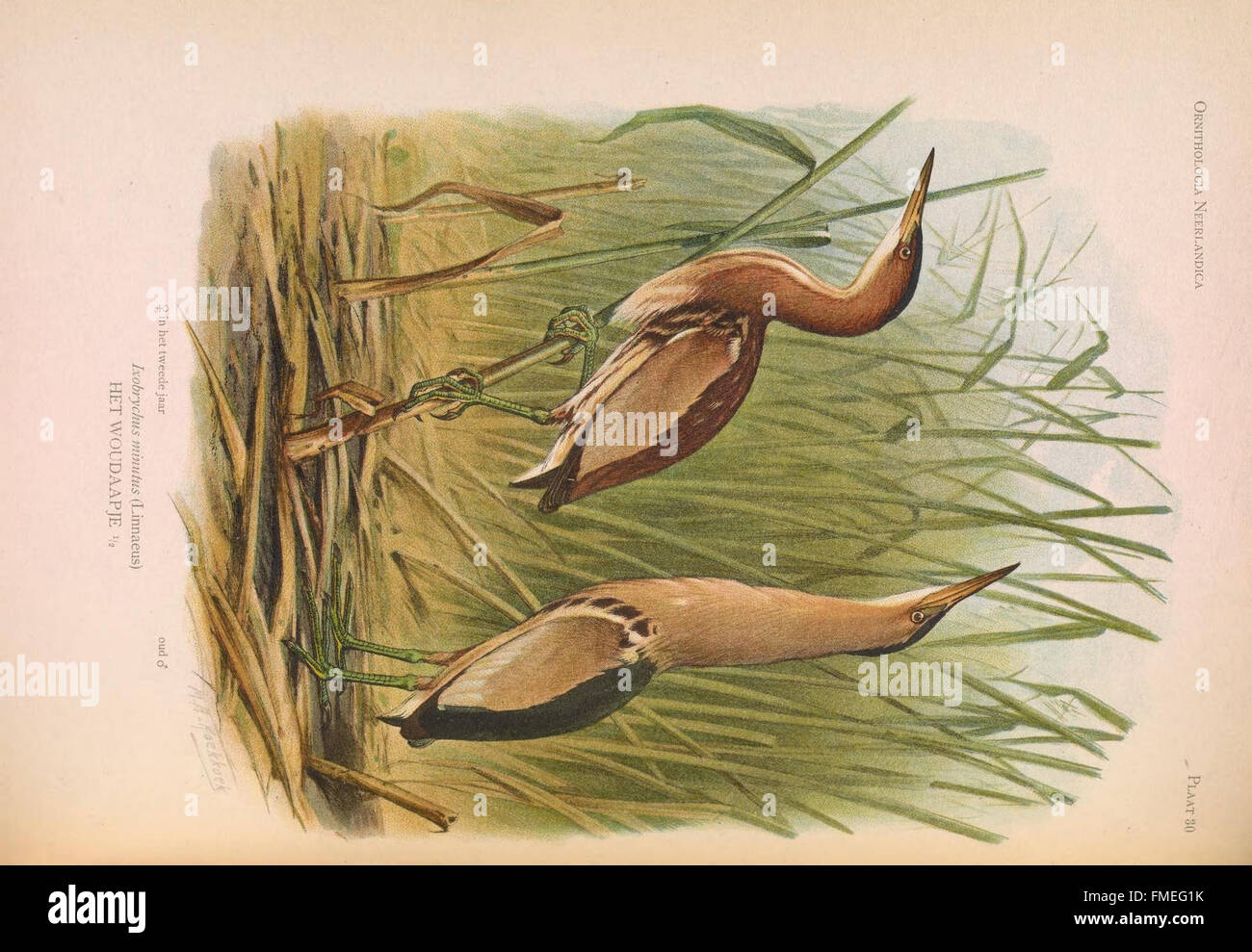 Plate 30 from 'Ornithologia Neerlandica' provides detailed depictions ...