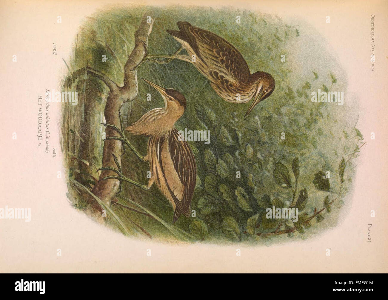 'Ornithologia neerlandica' (Plate 31) provides a detailed study of ...
