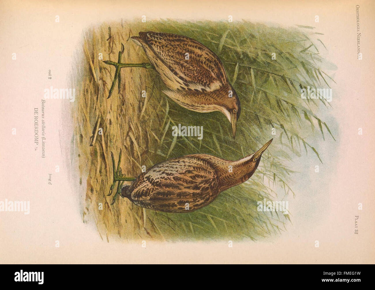 'Ornithologia Neerlandica' is a Dutch ornithological work documenting ...