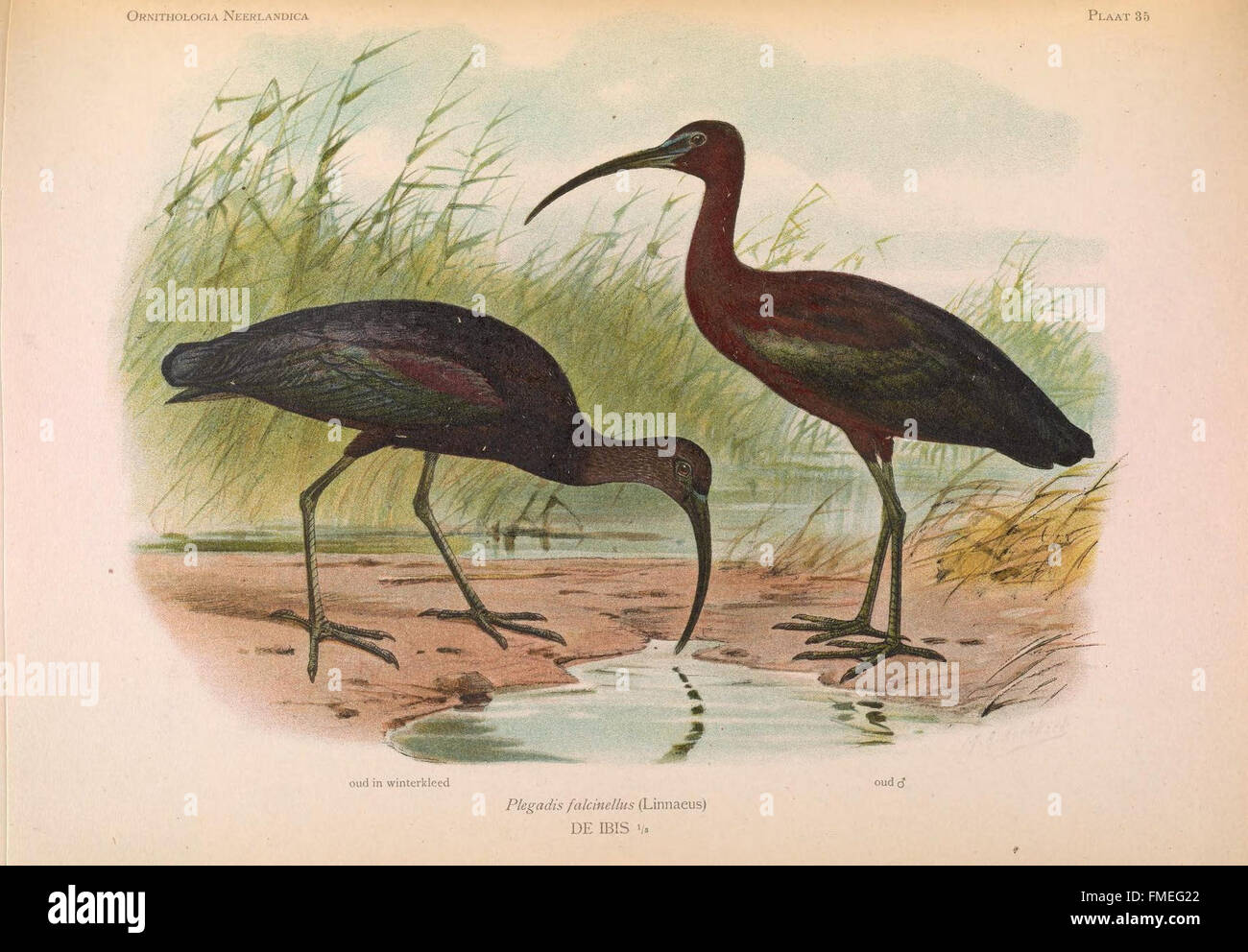 Plate 35 from 'Ornithologia neerlandica' features detailed ...