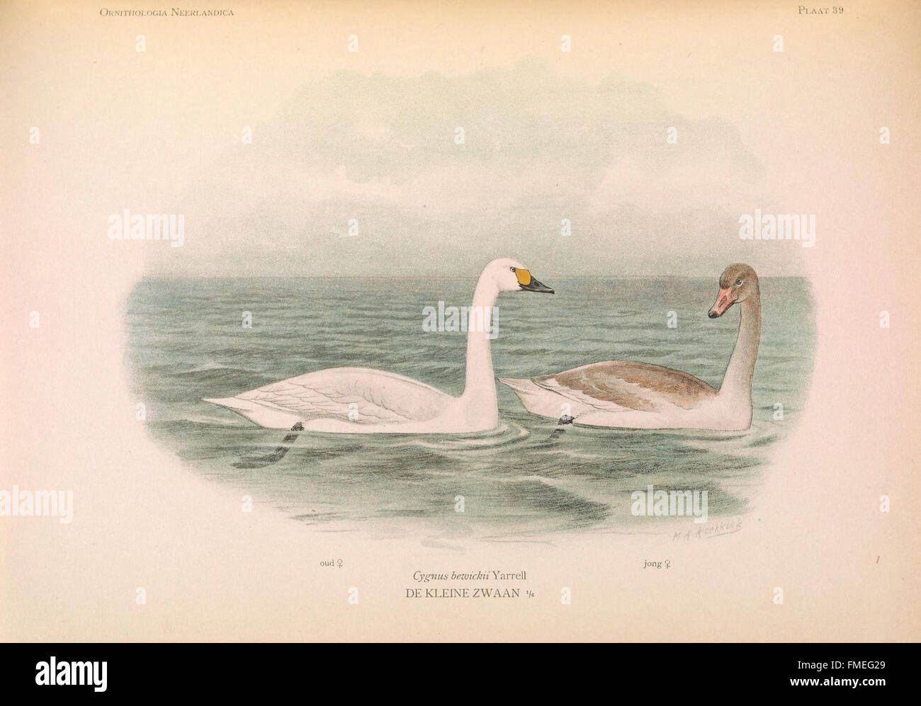 This plate features bird species from the Netherlands, providing ...