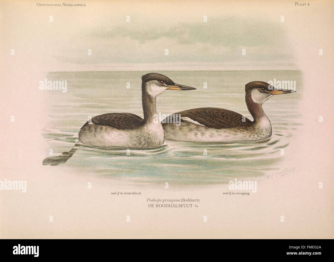 Plate 4 from 'Ornithologia Neerlandica' presents detailed illustrations ...