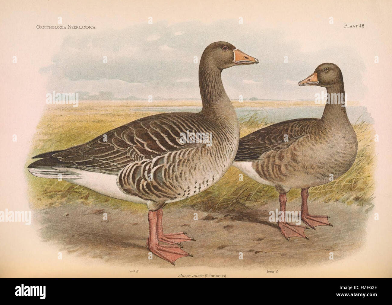 This plate from *Ornithologia Neerlandica* presents a variety of bird ...