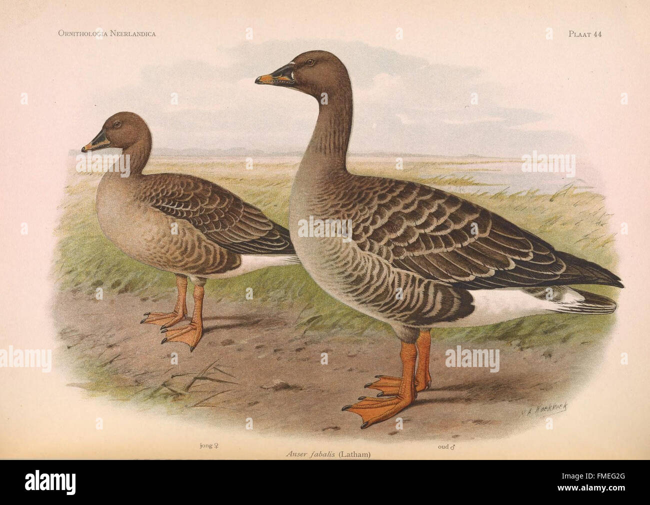 Plate 44 from 'Ornithologia Neerlandica' presents detailed ...