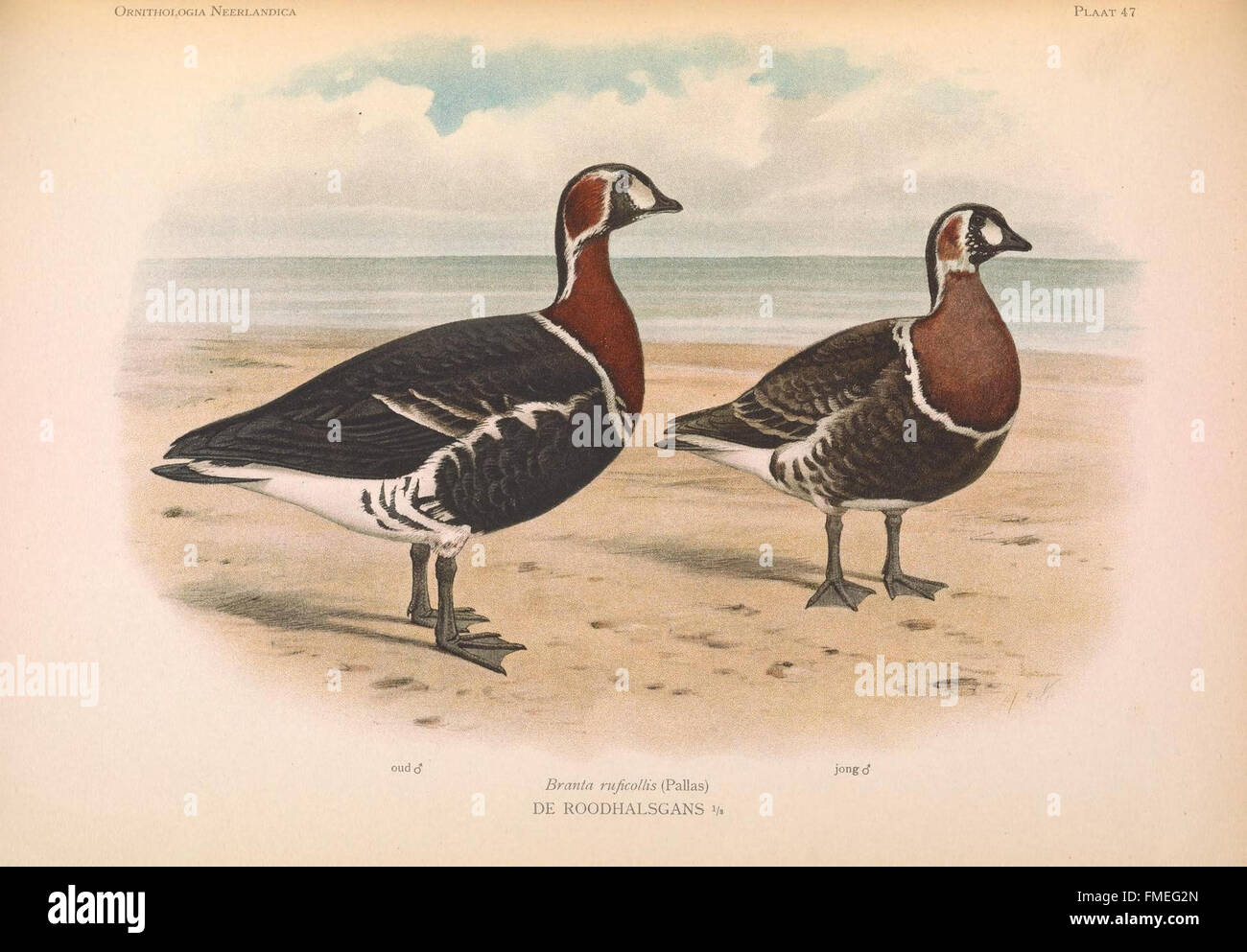 Plate 47 from 'Ornithologia Neerlandica' provides detailed ...