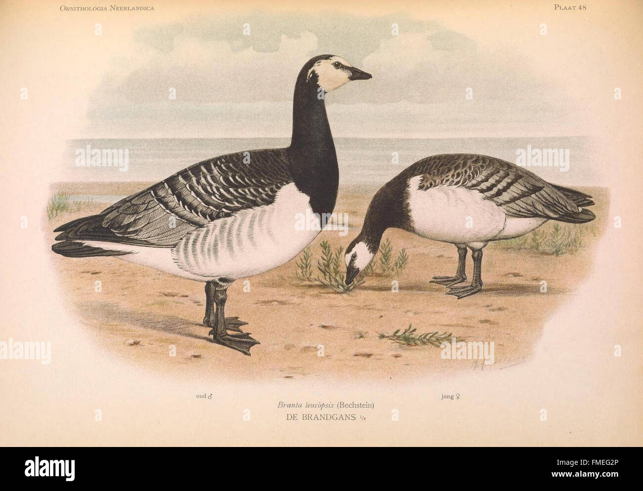 Ornithologia neerlandica (PLAAT 48 Stock Photo - Alamy