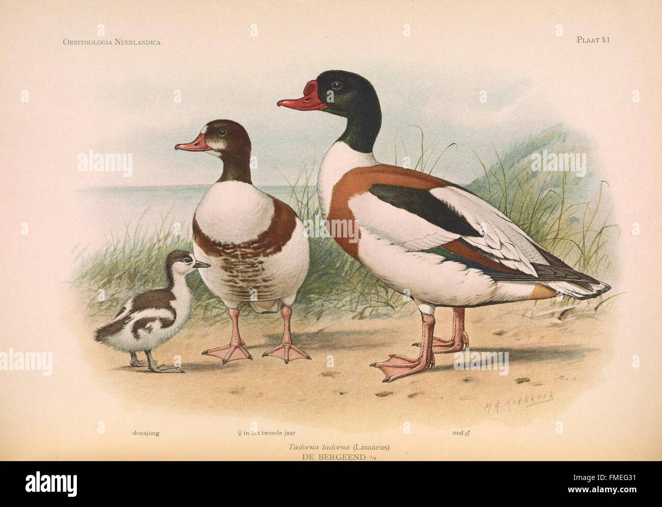 Plate 51 from 'Ornithologia Neerlandica' illustrates bird species ...