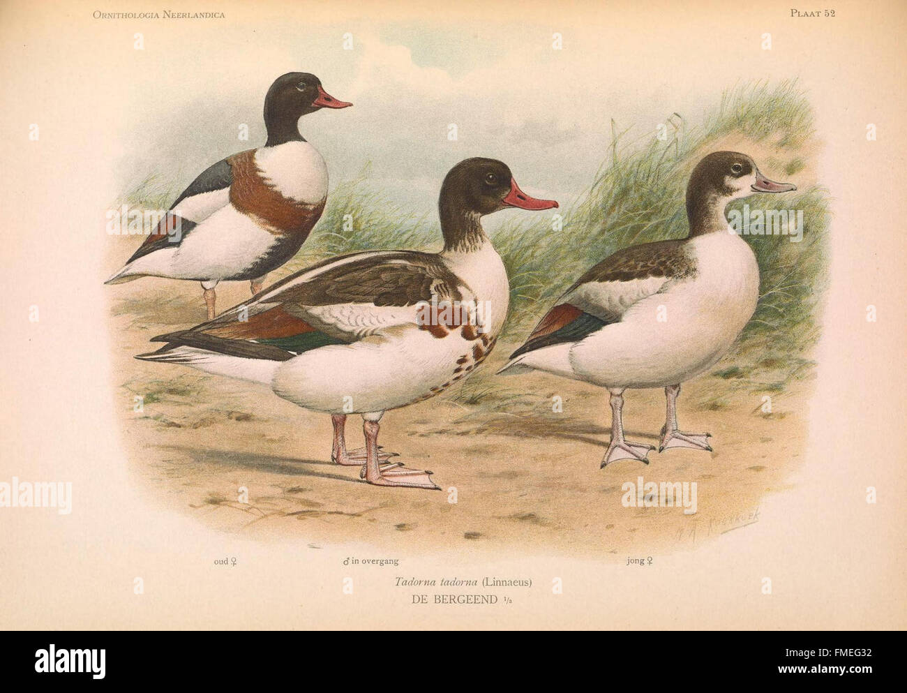 Plate 52 from 'Ornithologia Neerlandica' depicts various bird species ...