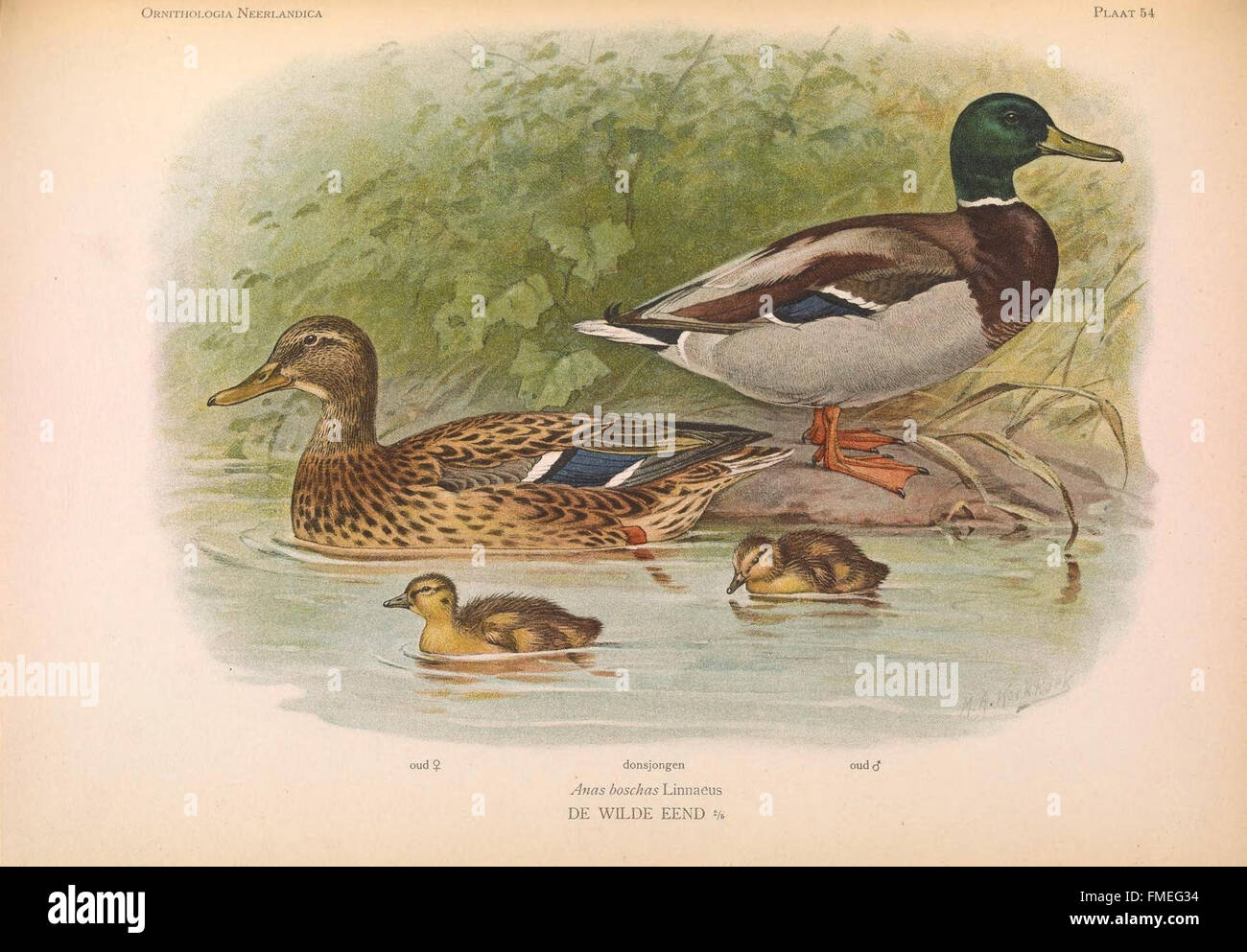 Plate 54 from 'Ornithologia Neerlandica' showcases various bird species ...
