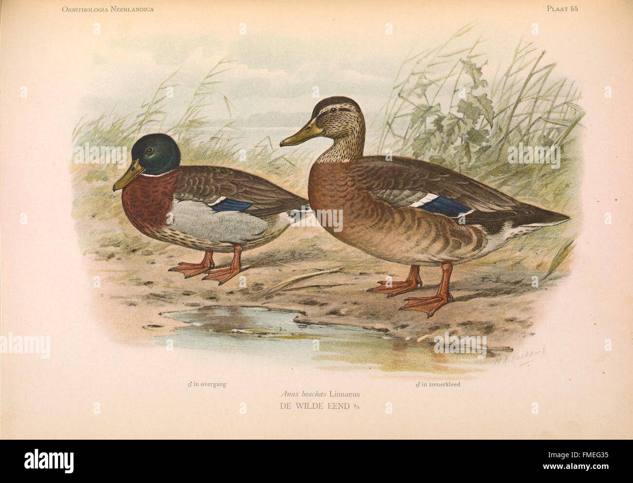 Plate 55 from 'Ornithologia neerlandica' presents illustrations of ...