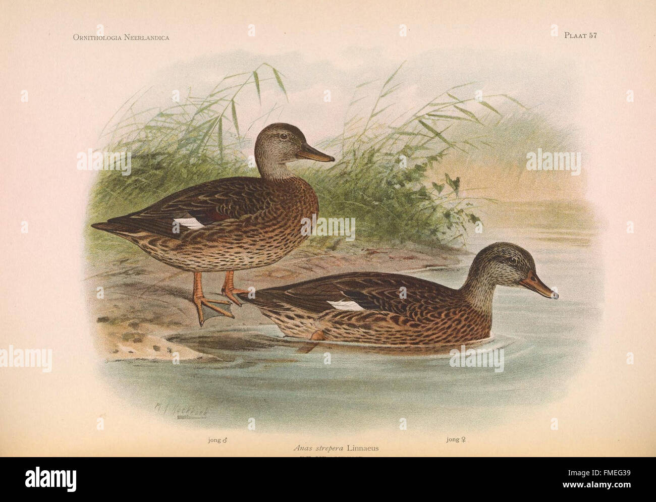 Ornithologia neerlandica (PLAAT 57 Stock Photo - Alamy