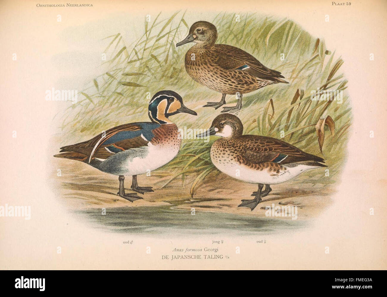 Plate 59 from 'Ornithologia Neerlandica' illustrates a variety of bird ...