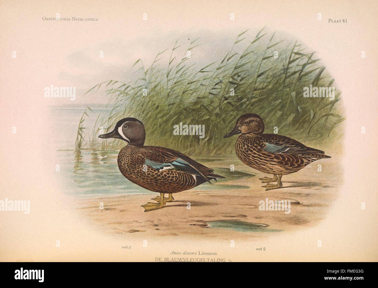 'Ornithologia Neerlandica' (Plate 61) presents detailed illustrations ...