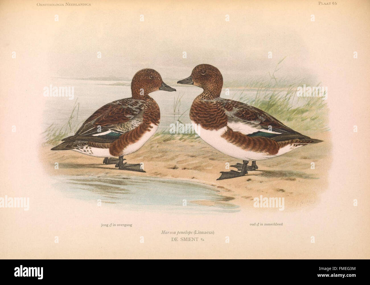 This plate from the 'Ornithologia Neerlandica' focuses on Dutch bird ...