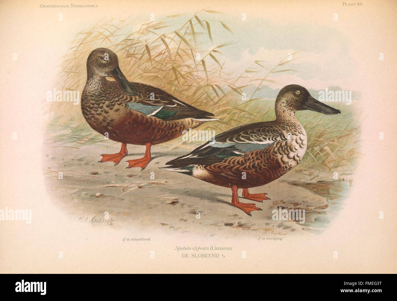 Ornithologia neerlandica (PLAAT 68 Stock Photo - Alamy