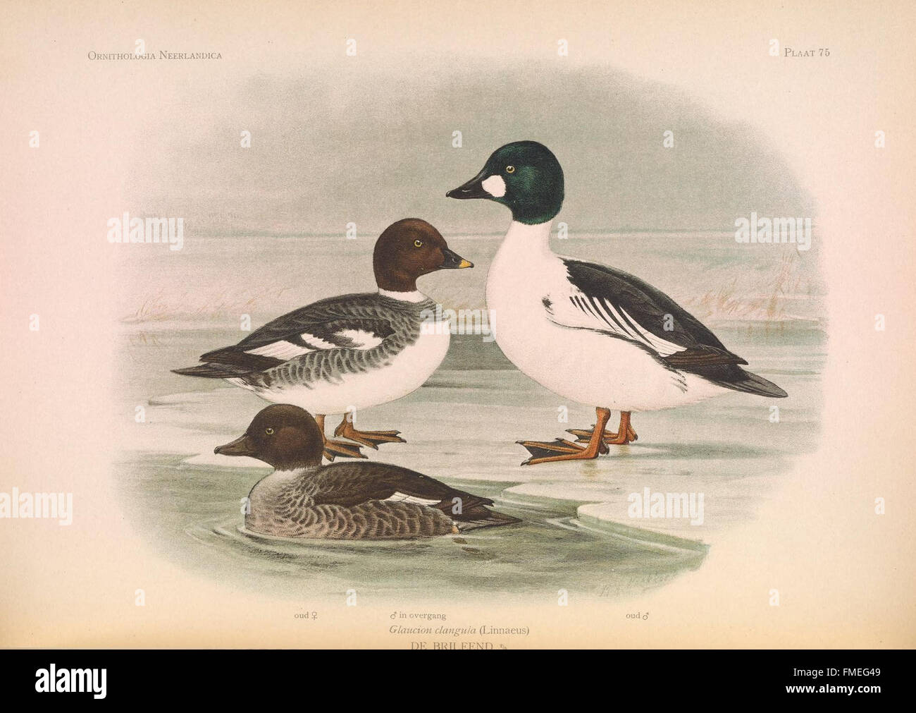 Plate 75 from the Ornithologia Neerlandica showcases various bird ...