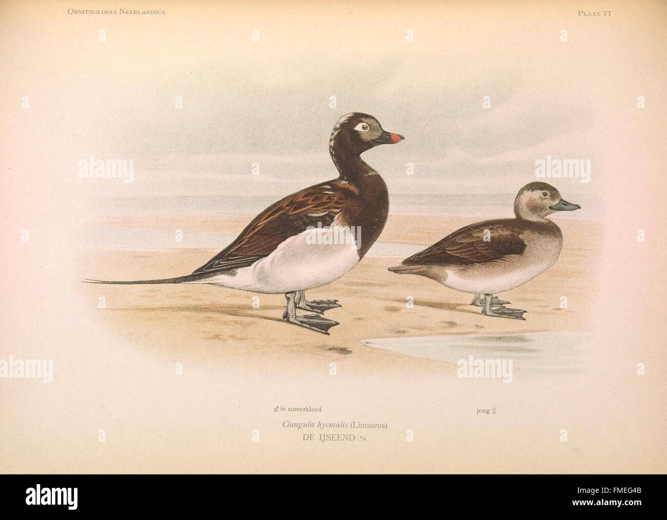 Ornithologia neerlandica (PLAAT 77 Stock Photo - Alamy