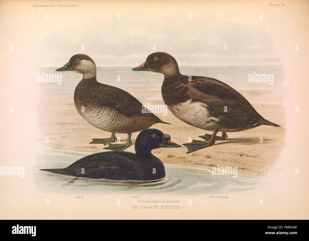 Plate 78 from the 'Ornithologia Neerlandica' displays various bird ...
