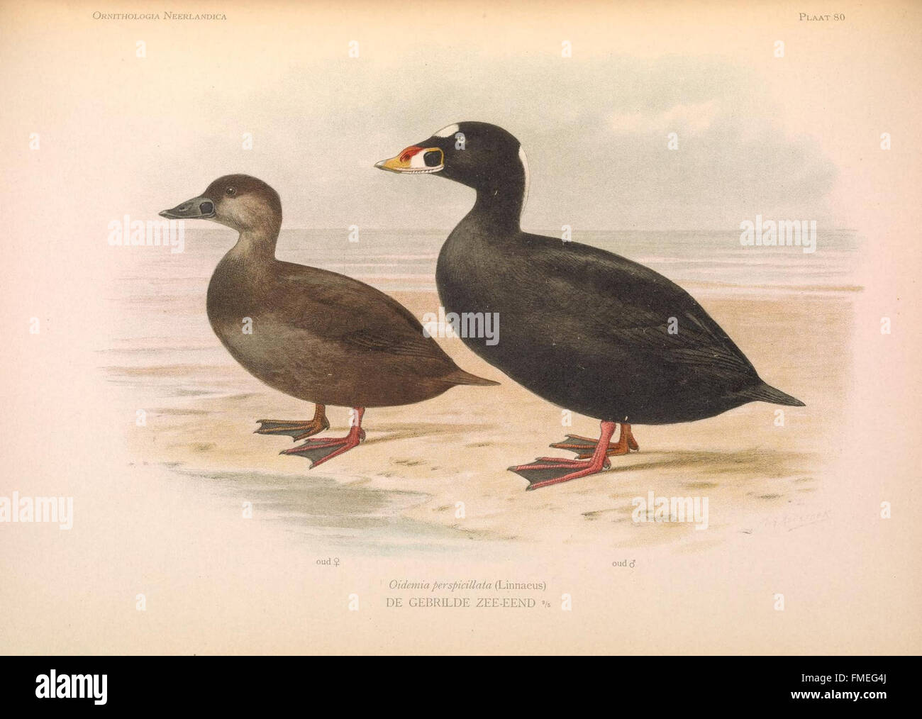 Plate 80 from 'Ornithologia Neerlandica' presents a detailed ...