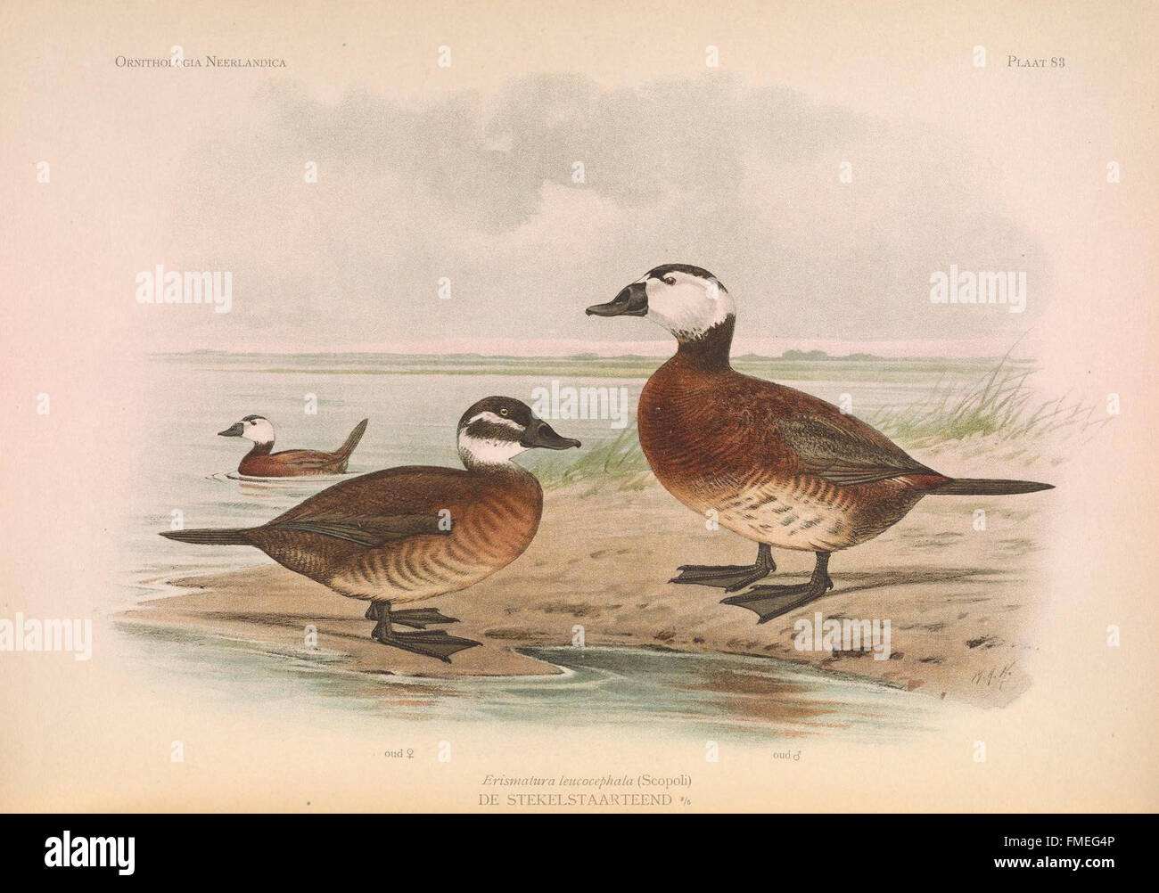 Plate 83 from *Ornithologia Neerlandica* presents illustrations of ...