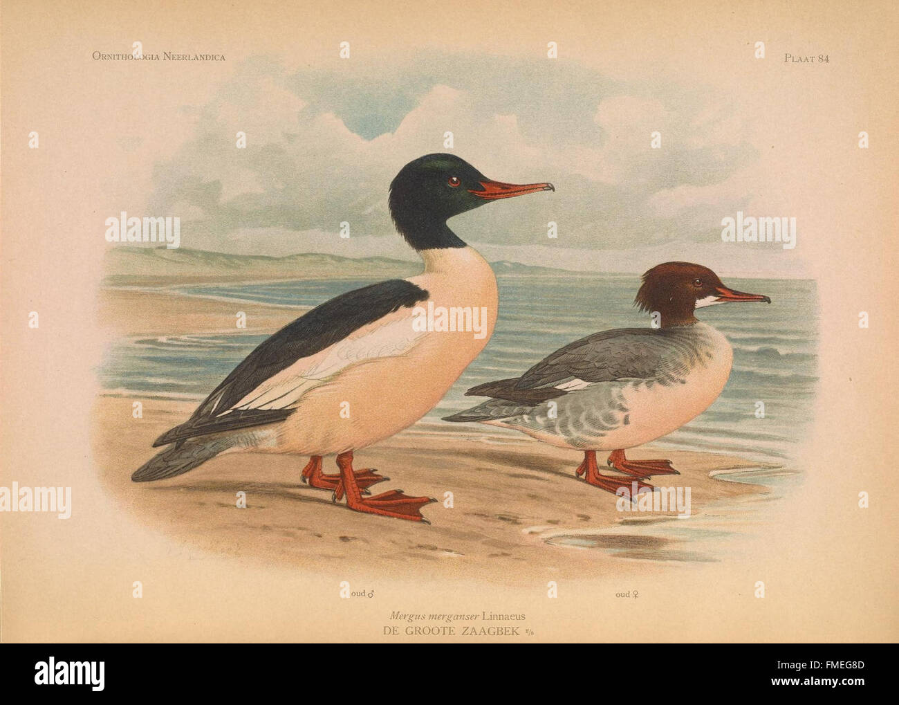 'Ornithologia Neerlandica' Plate 84 showcases various bird species ...
