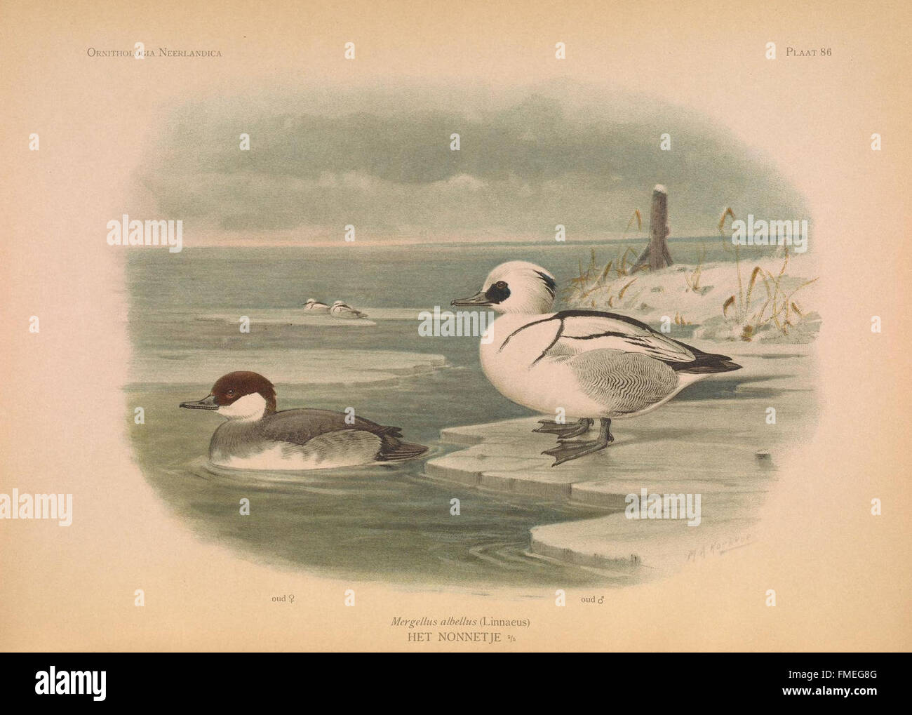 Ornithologia neerlandica (PLAAT 86 Stock Photo - Alamy