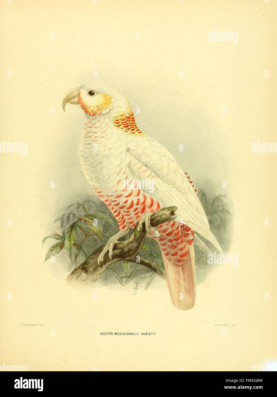 This ornithological work compiles various studies and observations on ...