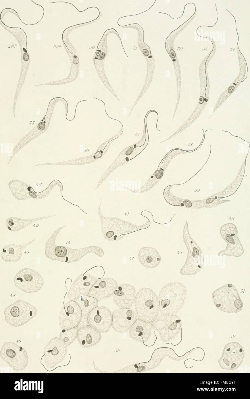 The 1907 volume of 'Annals of Tropical Medicine and Parasitology ...