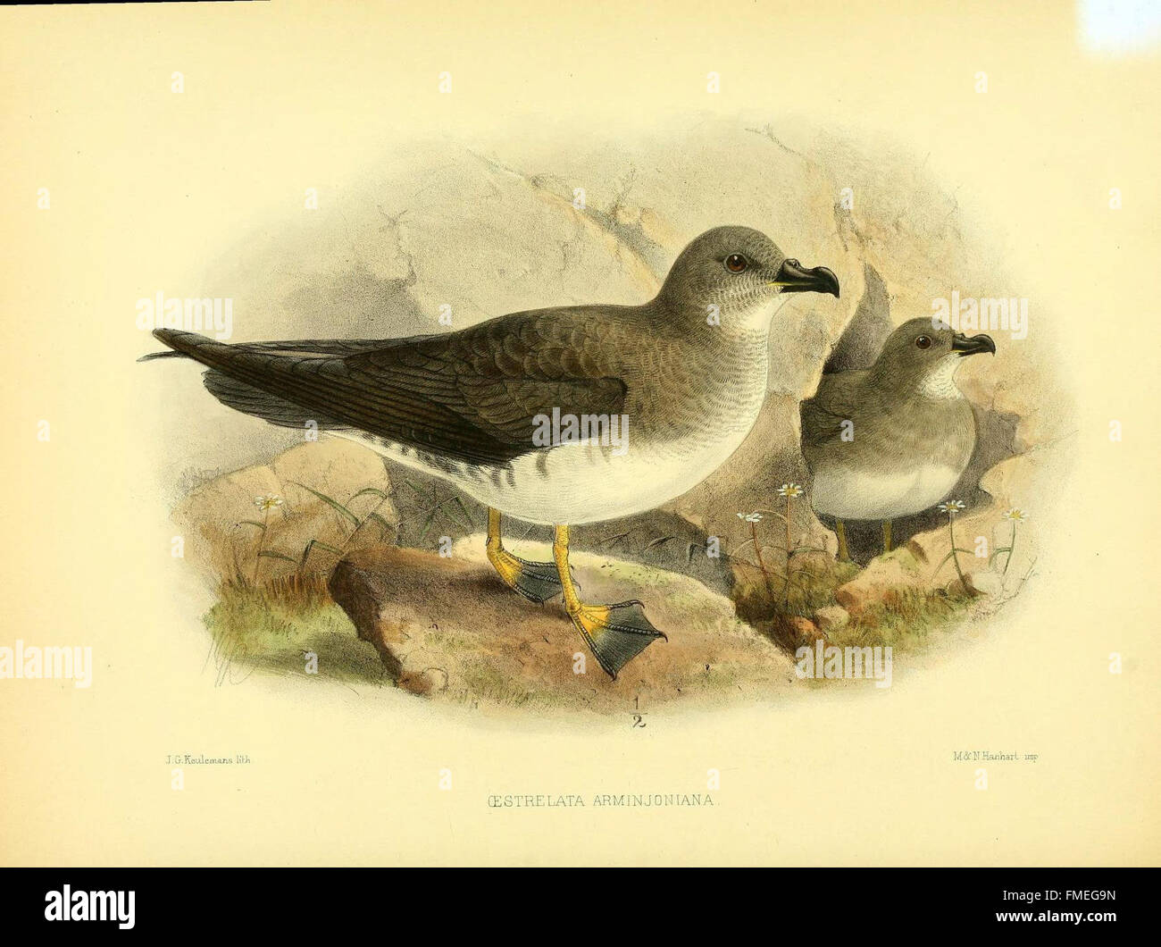 A collection of various ornithological studies, focusing on bird ...