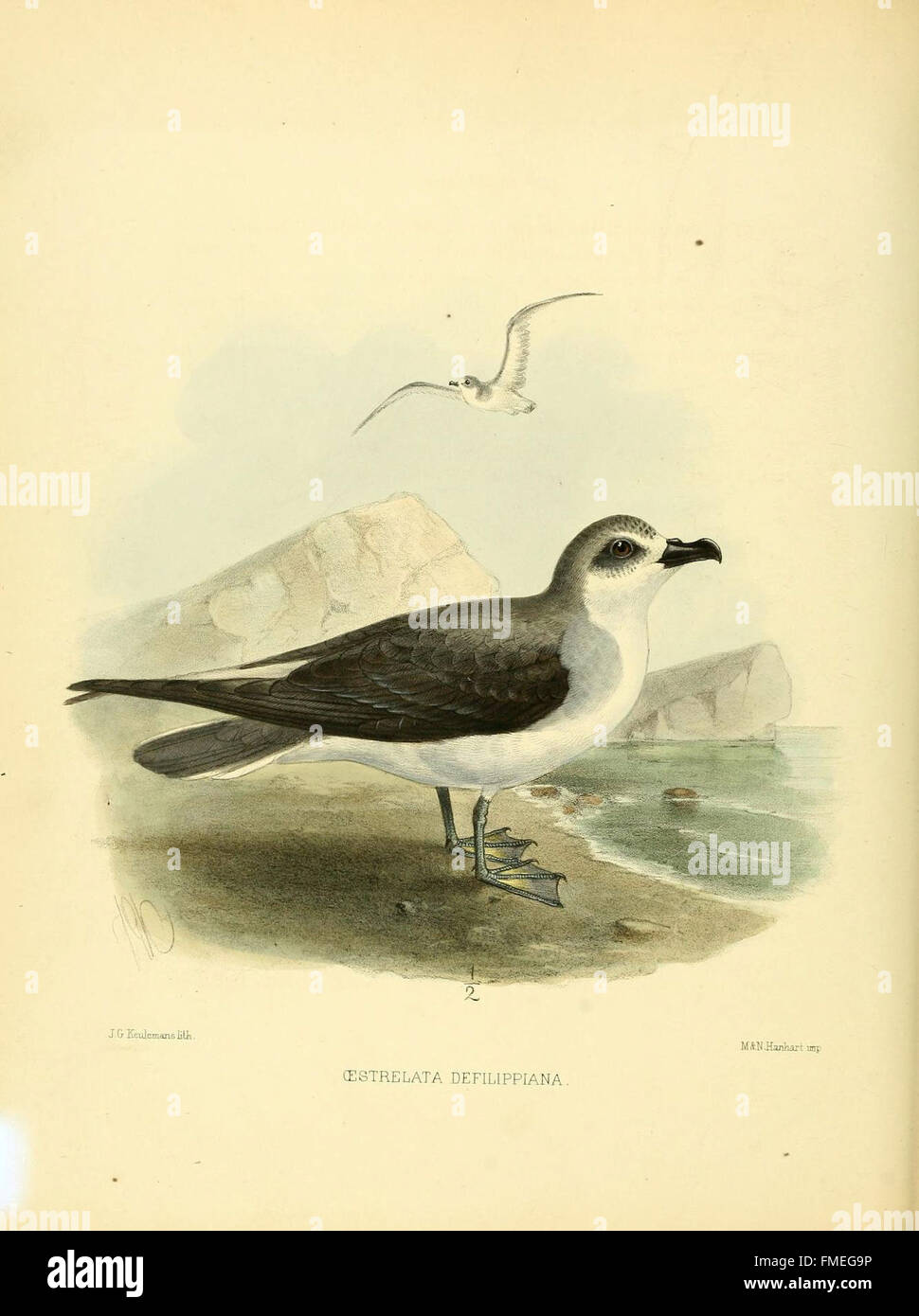 A compilation of various ornithological studies, focusing on bird ...