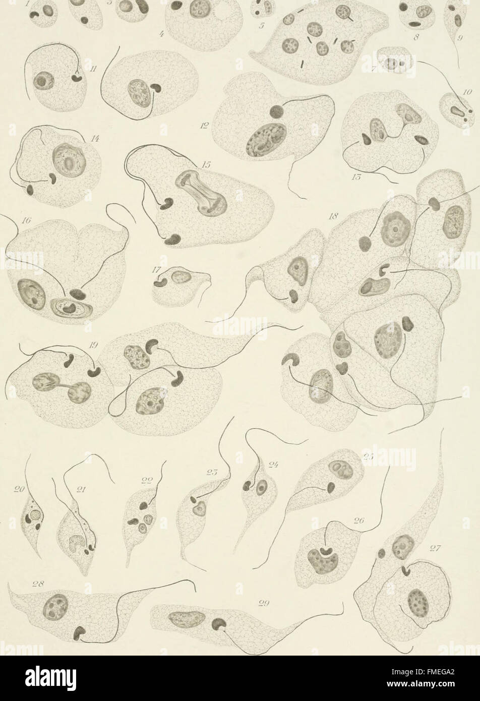 The *Annals of Tropical Medicine and Parasitology* (1907) is a ...